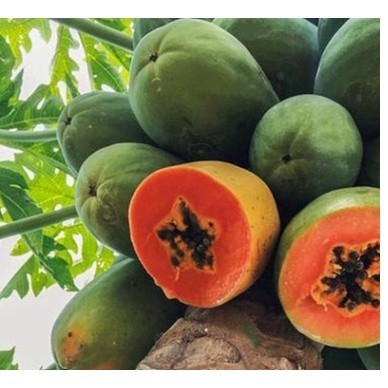 10seeds Rock Sugar Papaya Seed High-yield Fruit Seed Red Heart Milk ...