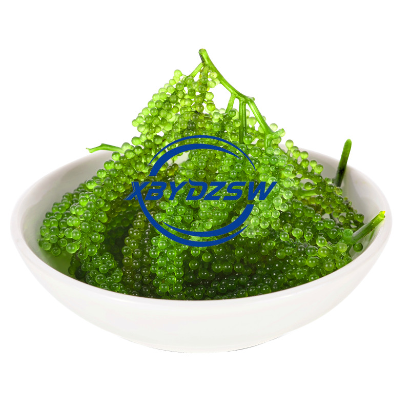 XBYDZSW Sea Grape Kelp Seaweed Wakame Sea Cabbage Salad 100g Shopee Malaysia