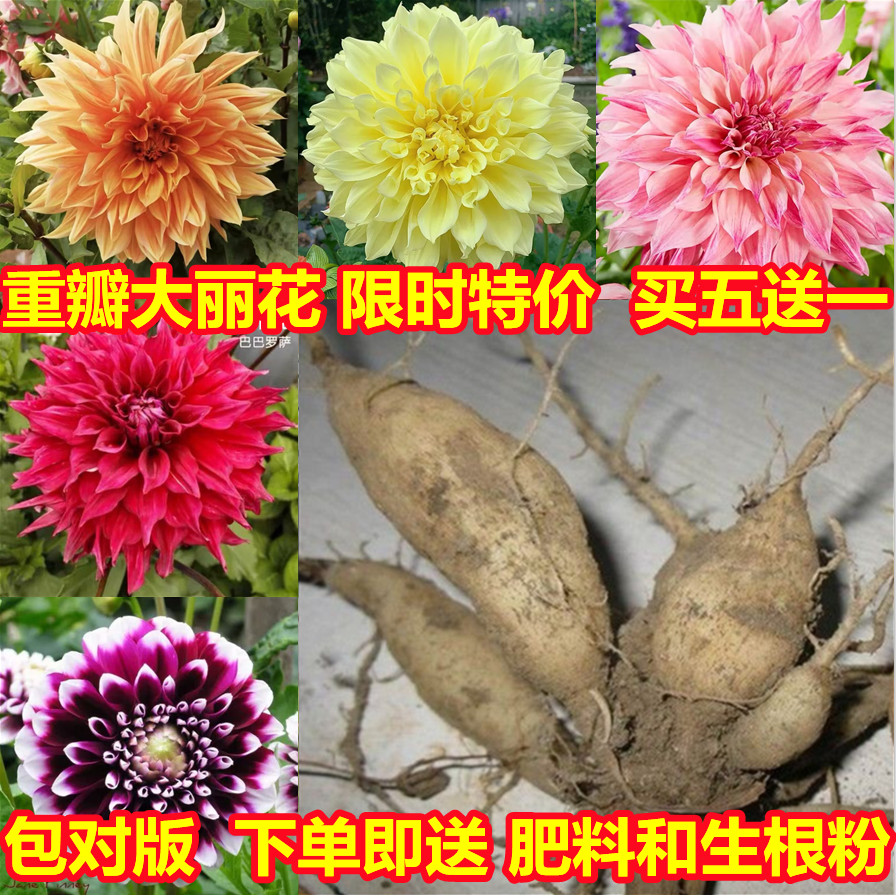 ♞Mentol benih dahlia berganda import bunga ubi dahlia blok akar bunga ...