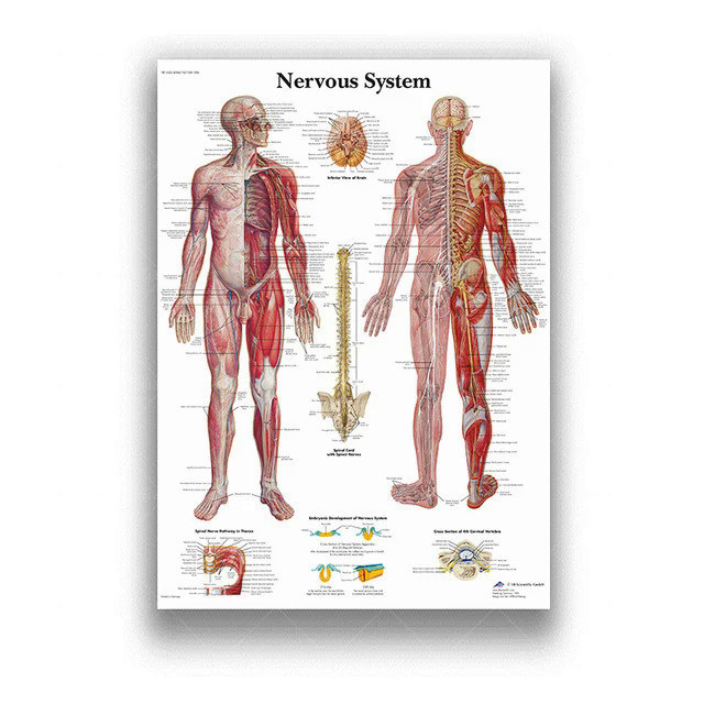 Human Anatomy Muscle System Poster Anatomy Diagram Human Medical Wall ...