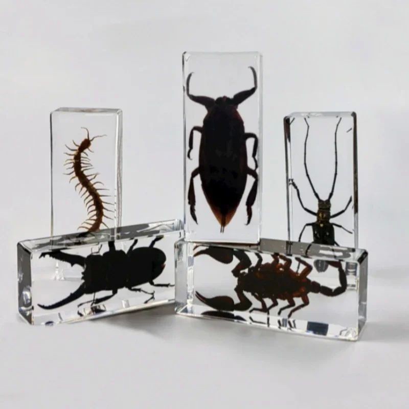 Large Scorpion Specimen Taxidermy Resin Bug Spiders Tarantula Bug ...