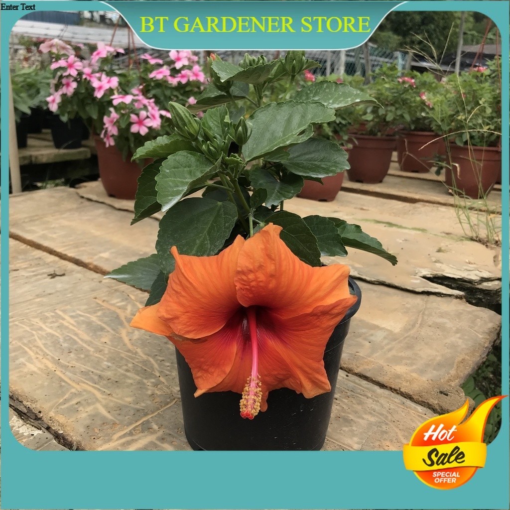 Anak Pokok Bunga Raya Hybrid Belum Berbunga Hidup Hibiscus Bunga Raya ...