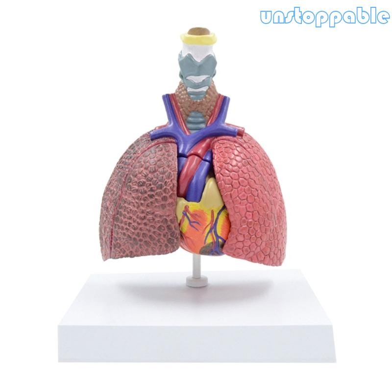 Un* Anatomical Lung Model Shows Detail of Respiratory System Life Size ...