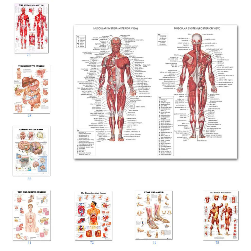 Muscular System Posters and Prints Anatomy Chart Human Body School ...