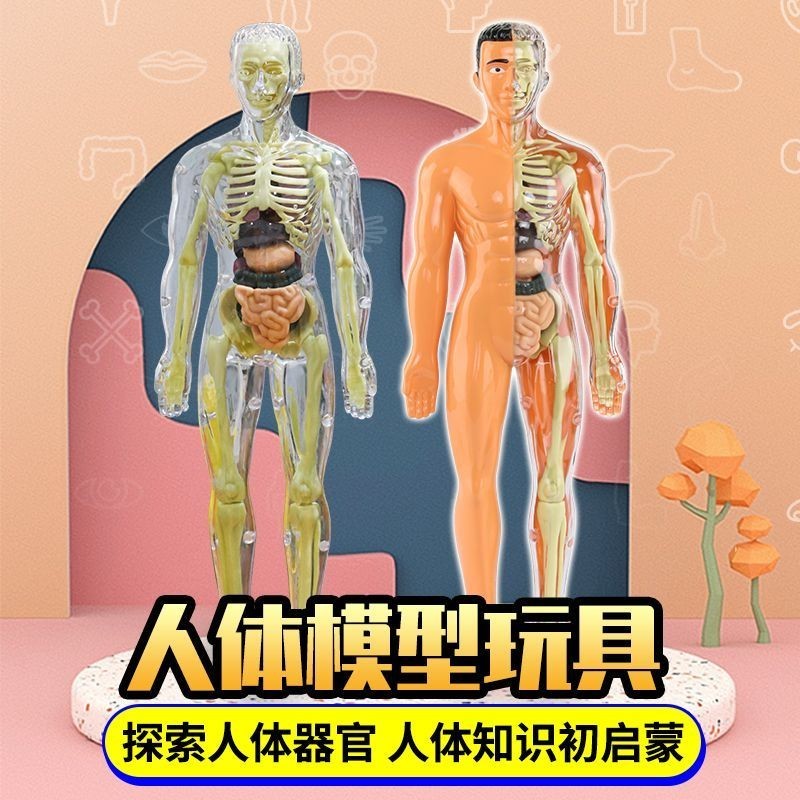 Human Organ Toy Human Body Frame Model Color Box Simulation Medical ...
