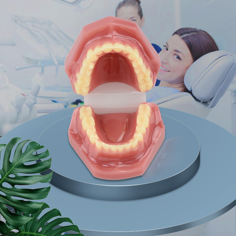 Dental Teaching Model Tooth Model Dental Model Ordinary Adult Teeth ...