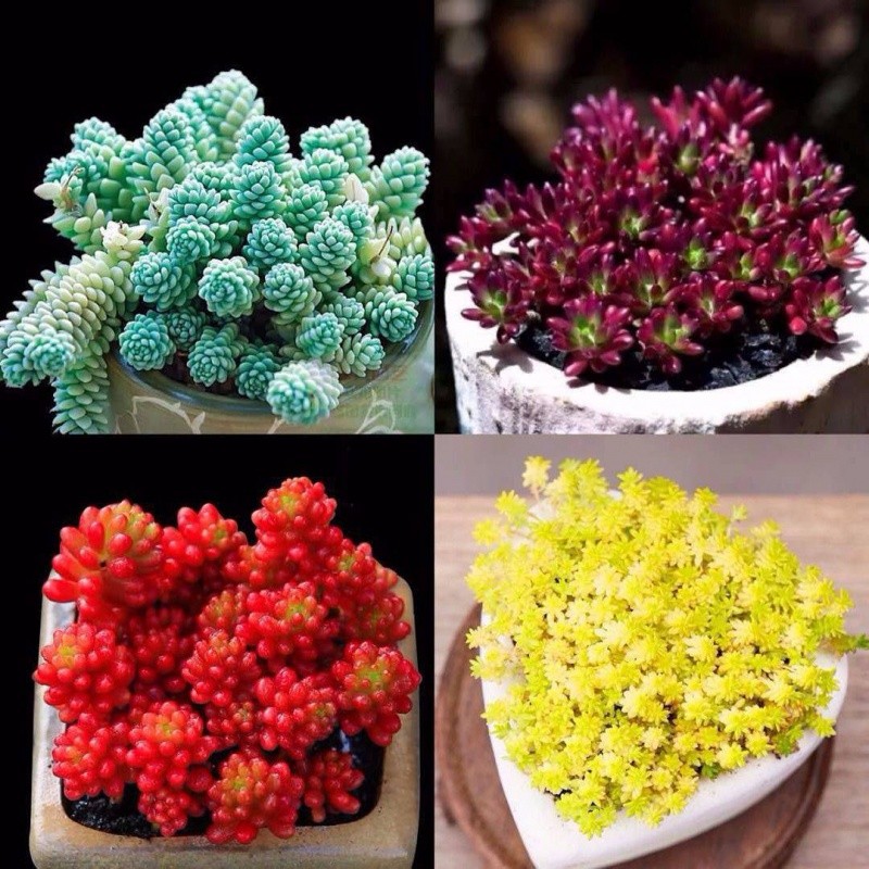 Tumbuhan Succulents, kumpulan besar, barang mahal, timbunan lama di ...