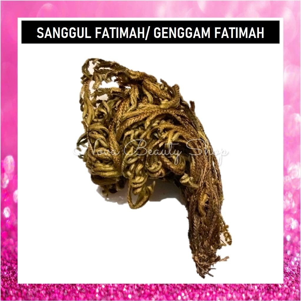 Genggam fatimah/ Sanggul Fatimah (Selaginella lepidophylla) Rumput ...
