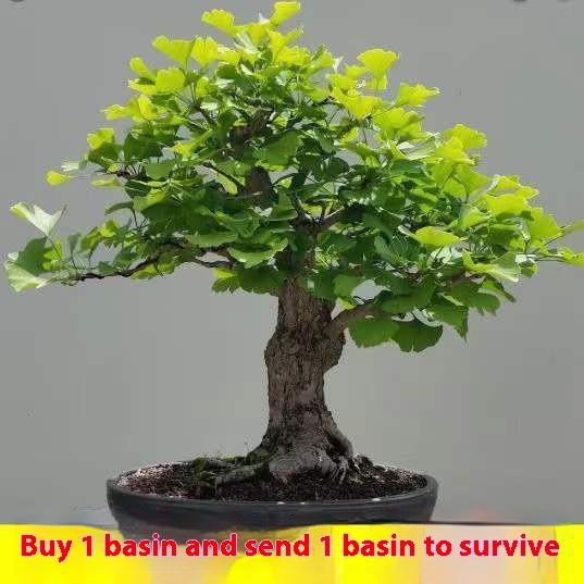 [Spot]Ginkgo miniature bonsai stump old stump office green plant ...