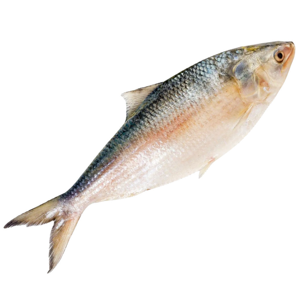 Toli Shad (Whole Fish) 刺壳鱼 | Shopee Malaysia