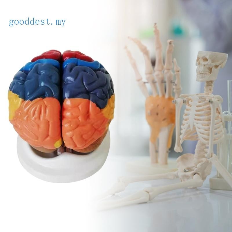 GOOD Human Brain Anatomy Model Medical Teaching Tool for Human Brain ...