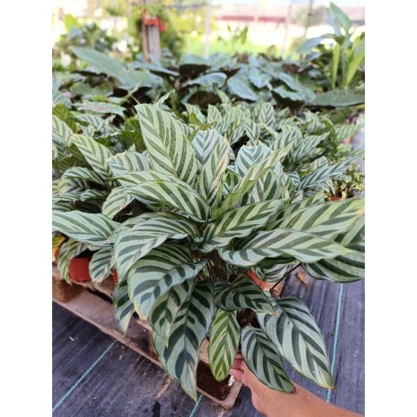 MIMIRO 1Pot Calathea Freddy (Live Plant) | Shopee Malaysia