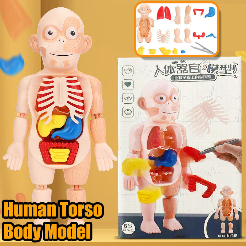 Human Torso Body Model 3D Organ Anatomical Model Medical Internal ...
