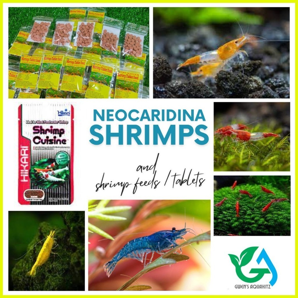 Dwarf Shrimp Tablet / Hikari Shrimp Cuisine [for Dwarf Shrimp ...