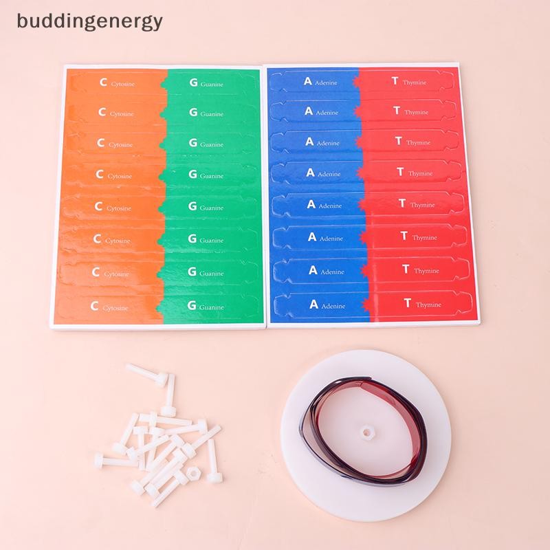 {BUDDI} Human Genes DNA Models Double Helix Science Toys Teaching ...