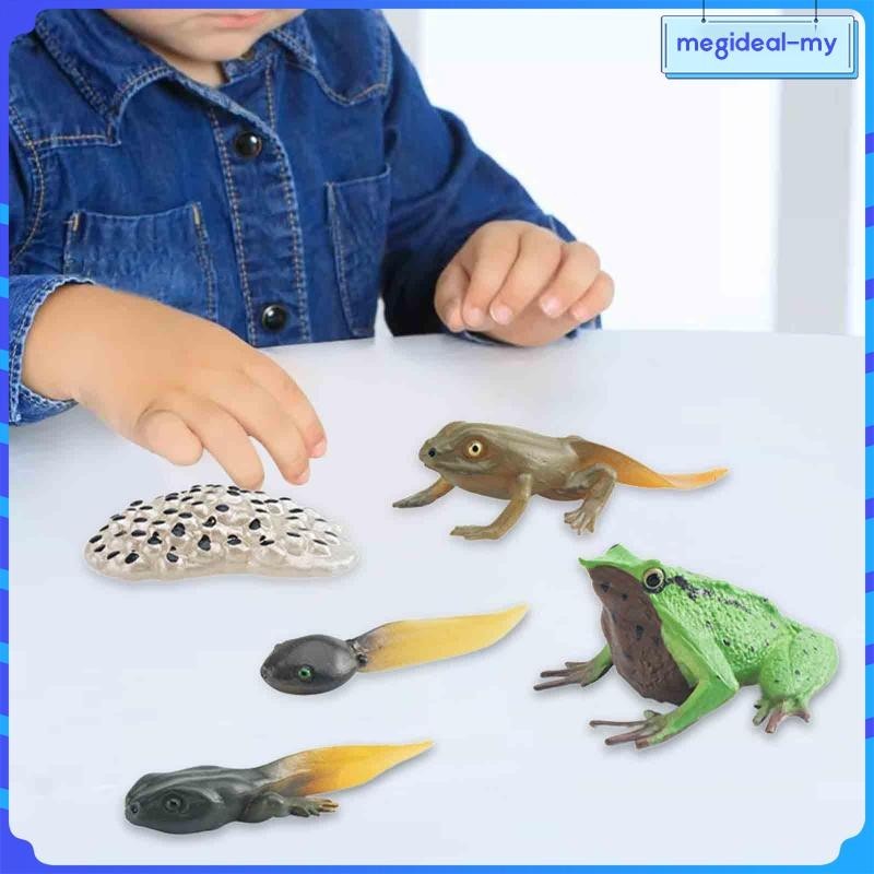 [MEGIDEALMY] Life Cycle of Frog Toys Teaching Aids Realistic Animal ...