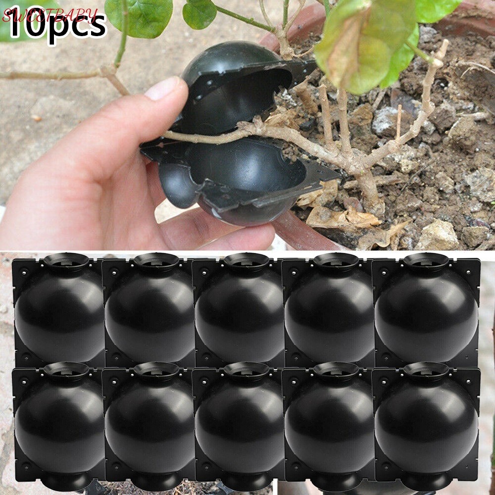 10pcs grafted rooter tree high altitude pressure branch plant ...