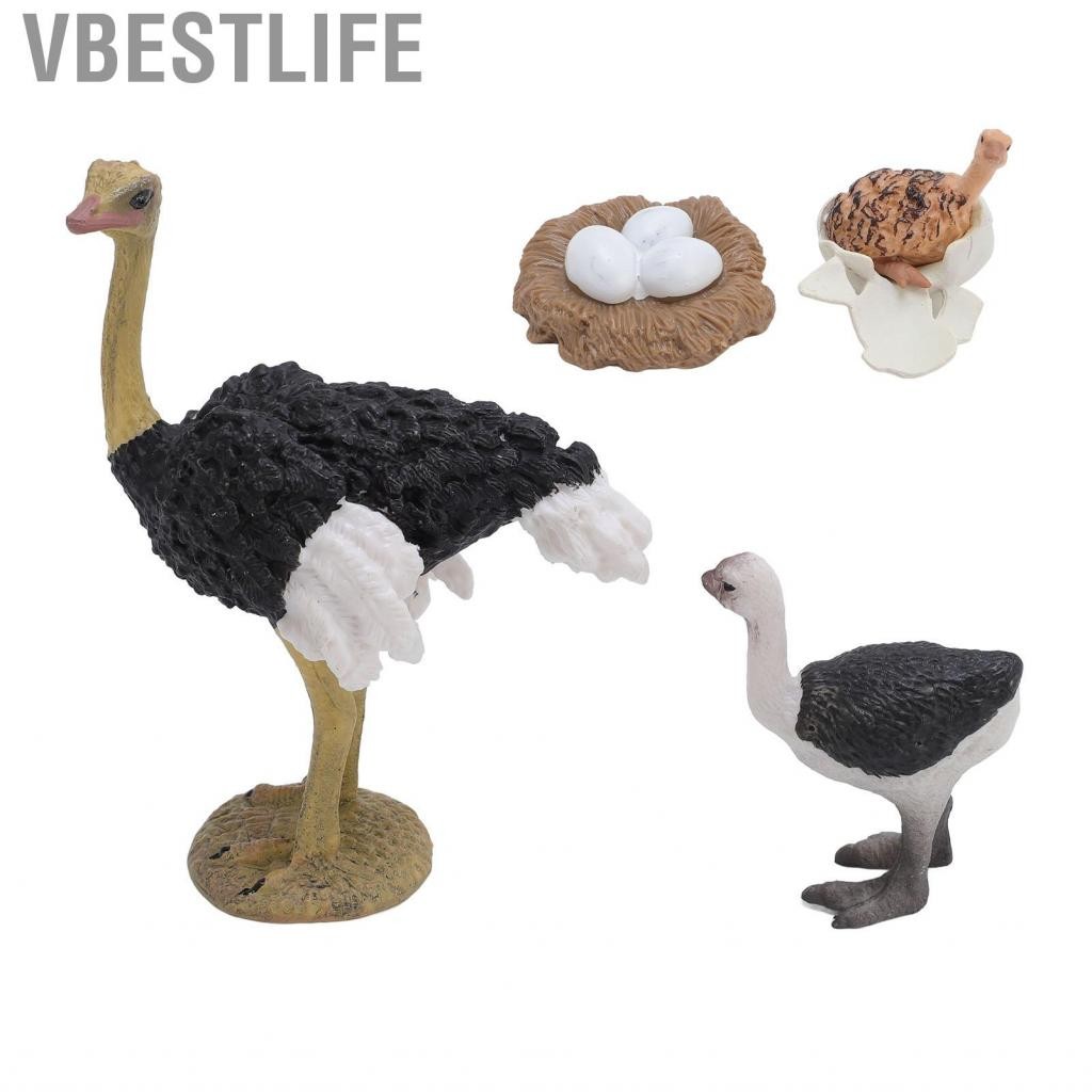 VBESTLIFE Ostrich Life Cycle Figure PVC Realistic Toy Animal Growth for ...