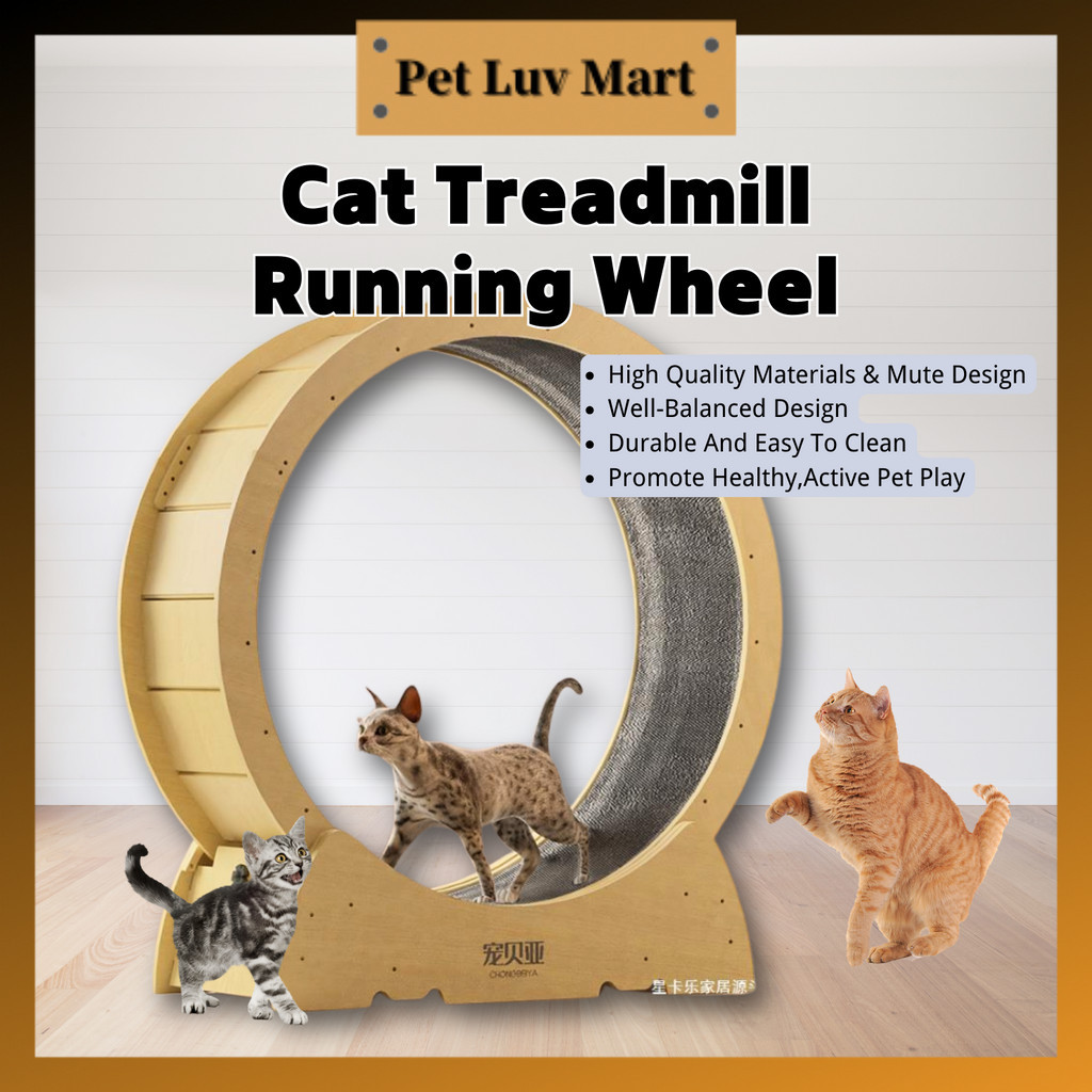 Cat Exercise Wheel for Indoor Cats Catbay Treadmill Running Wheel ...