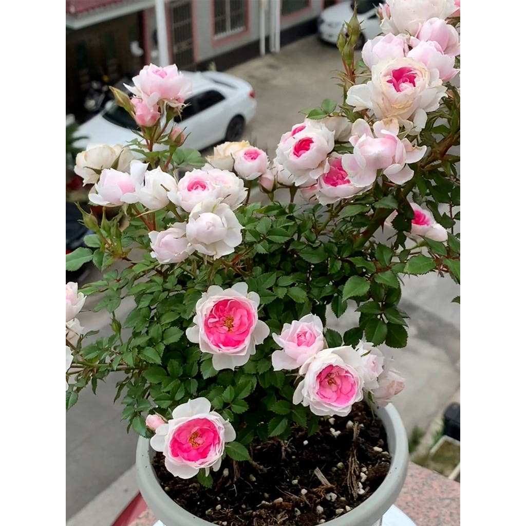 Produk Baru Super Micro Mary Miniatur Rose Kerap Berbunga Berbilang ...