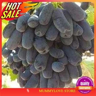 2 Pcs Biji Benih Anggur Sweet Sapphire Grape Ready Stock Sarawak ...