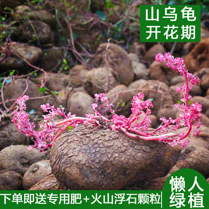 [Spot] red vine mountain turtle plant gold do not change climbing vine ...