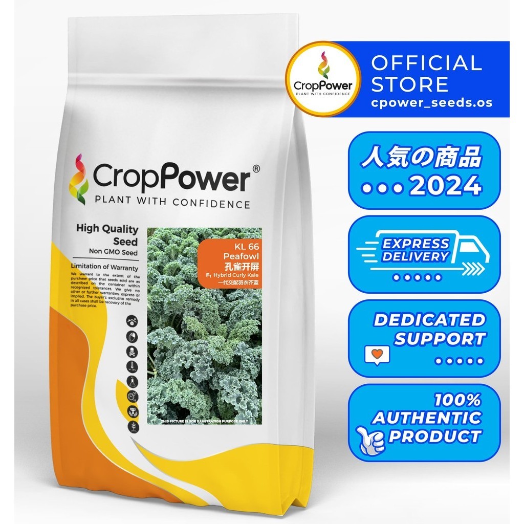 (10,000 SEEDS) Biji Benih Kailan Kerinting Peafowl KL66 CROP POWER F1 Hybrid Curly Kale seeds ...