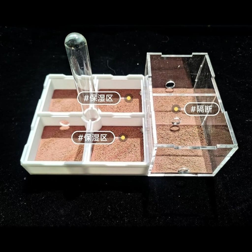 Four Palace Grid Ants, Flat Gypsum Ant Nest Ant Nest Workshop Pet Ant ... Four Palace Grid Ants, Flat Gypsum Ant Nest Ant Nest Workshop Pet Ant ...
