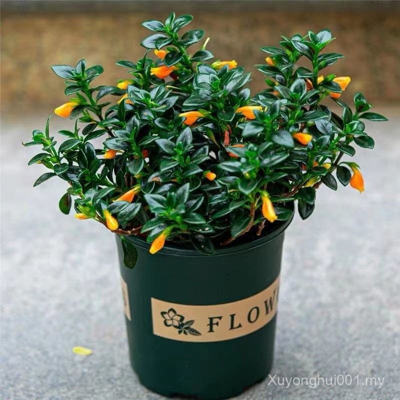 Orchid Goldfish Flower Potted Plant with Flower Bud Four Seasons ...