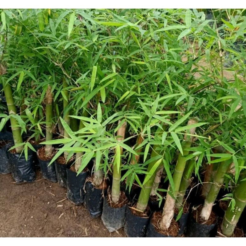 Anak Pokok Buluh Madu Gigantochloa Albociliata Rebung Dan Pokok Hiasan ...