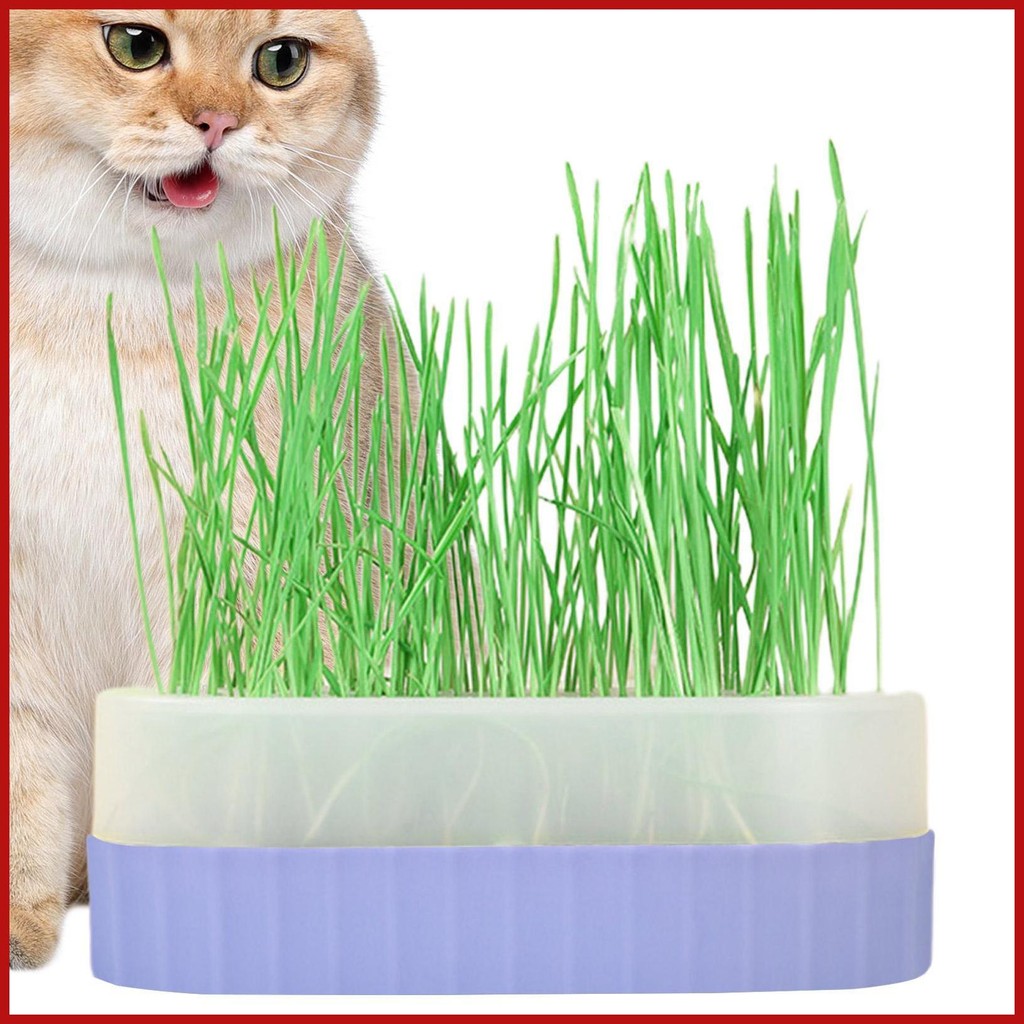 Cat Grass Growing Container Layered Design Grass Box Soilless Pot ...