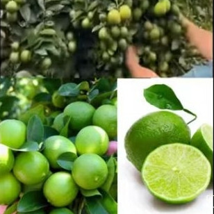 MIMIRO 1Pot Pokok Limau Nipis Seedless X Ade Biji | Shopee Malaysia