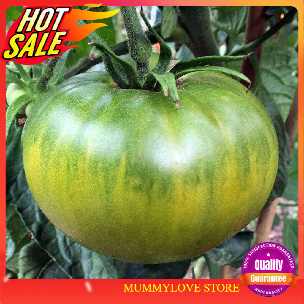 5 Pcs Heirloom Aunt Ruby German Green Tomato Seeds Tanam Pasu Tomato ...