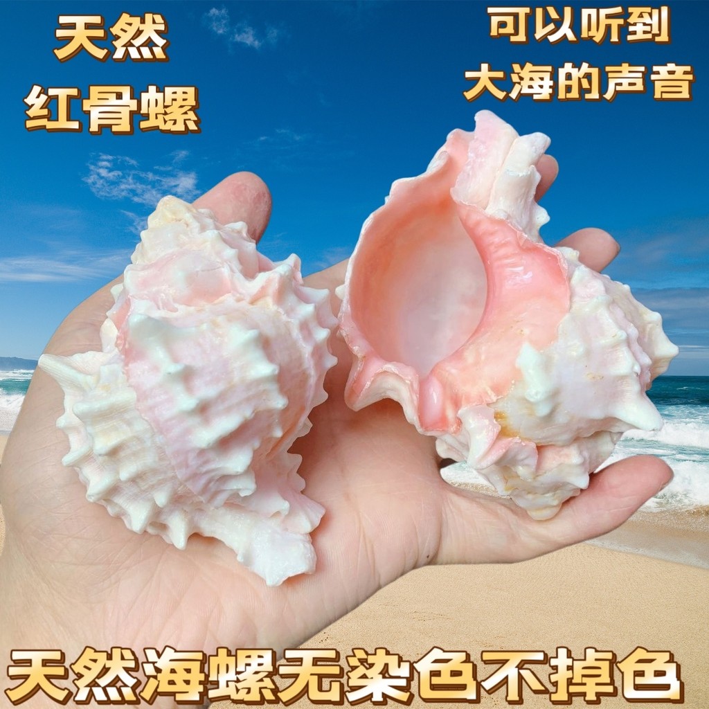 2714 People Praise Natural Shells Big Pink Bone Snails Listening to ...