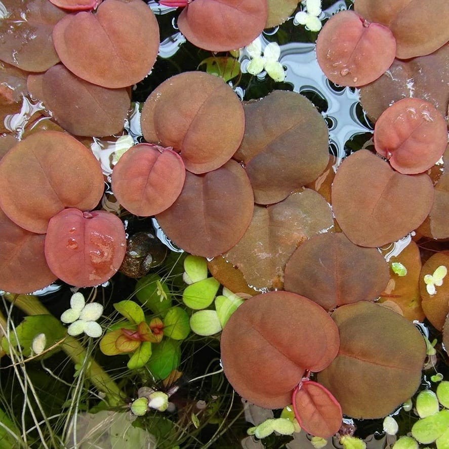 Phyllanthus fluitans Red Root Floater - Floating Plant ( Aquascape / Aquarium / Vivarium ...