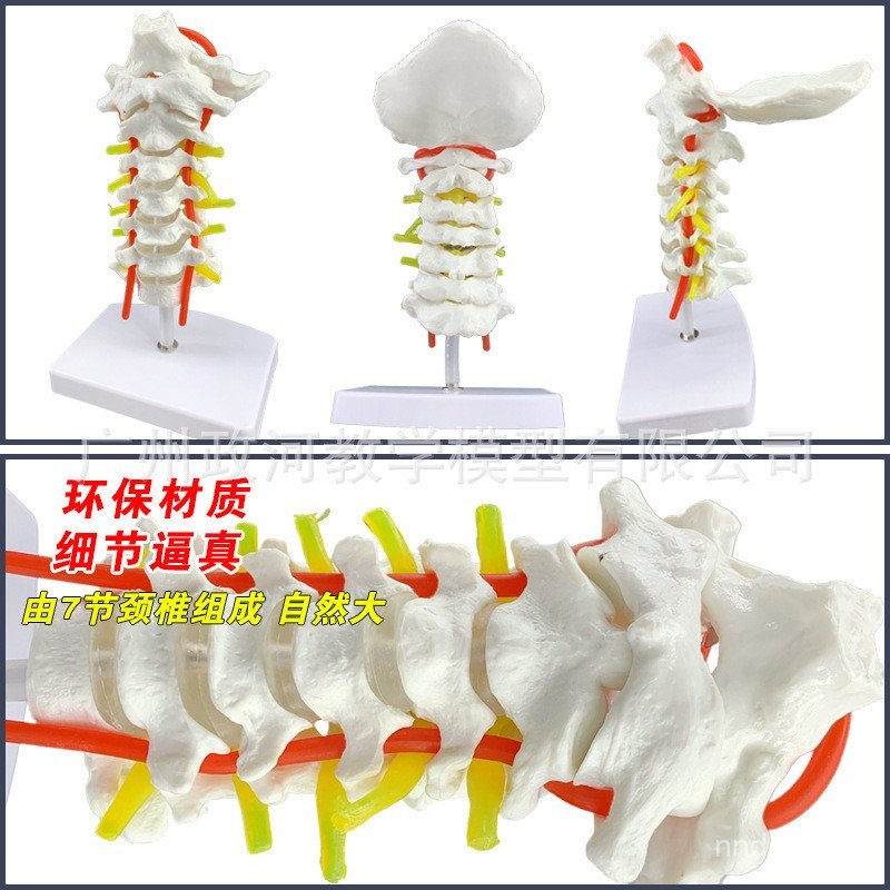 Human Body Model Cervical Spine with Cervical Artery Model Specimen ...