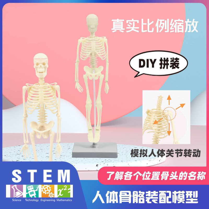 Human Body Simulation Skeleton Skeleton Children Medical Early ...