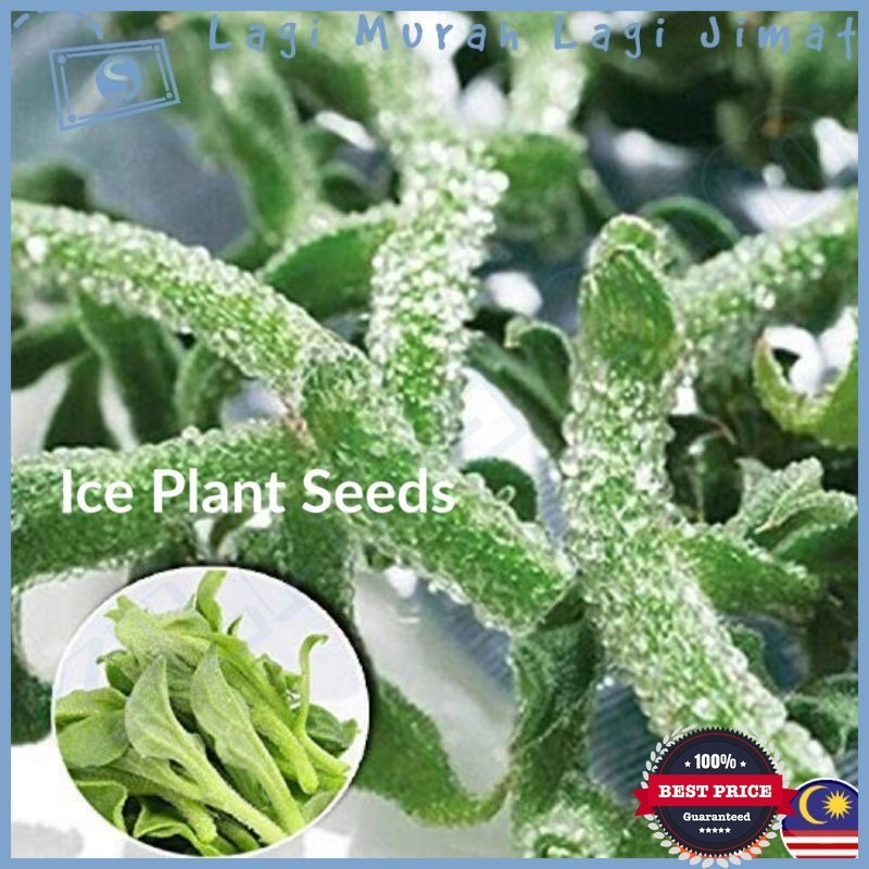 Loose Pack Seeds - Ice Plant Real Seed / Sayur Afrika 水晶冰菜种子 | Shopee ...