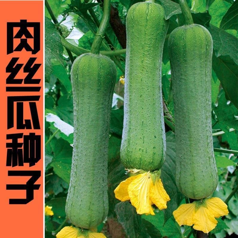 Benih tembikai awal matang, biji luffa wangi empat musim, balkoni ... Benih tembikai awal matang, biji luffa wangi empat musim, balkoni ...