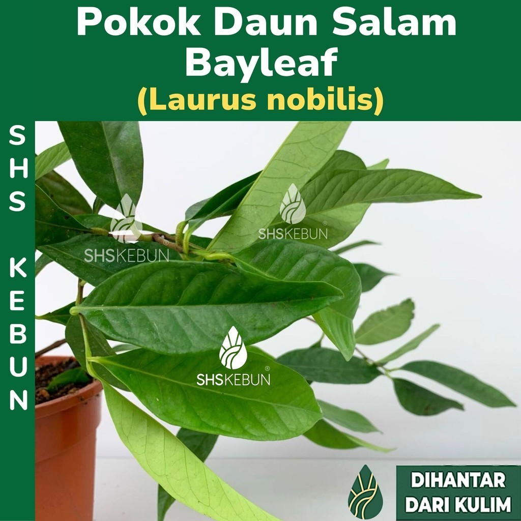 Pokok Daun Salam Bayleaf Pokok Besar Bay leaf Pokok Herba Daun Briyani ...