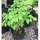 ANAK POKOK MURUNGAI / MORINGA OLEIFERA / KELOR | Shopee Malaysia