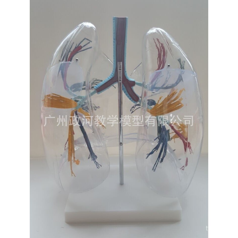Transparent Transparent Lung Section Model Human Lung Model Respiratory ...