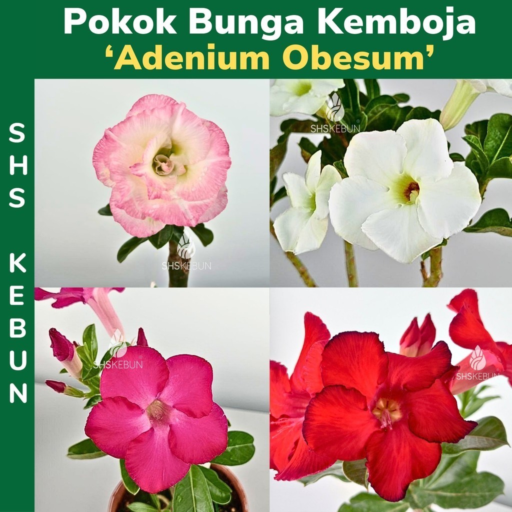 Adenium Obesum Bunga Kemboja Dessert Rose Pokok Bonsai ID 富贵花 Succulent ...