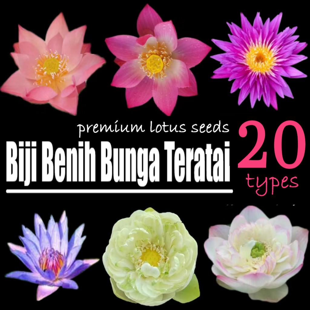Lotus Seeds 20 types Benih Teratai Siap Potong Open Sided 5Biji Benih ...