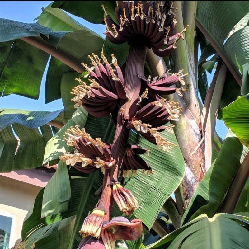 Benih Anak Sulur Pokok Pisang Raja Udang Merah - Red Banana sevalai ...