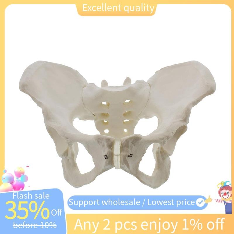 Life Size Female Pelvis Model, Hip Model - Female Anatomy Model, Hip ...