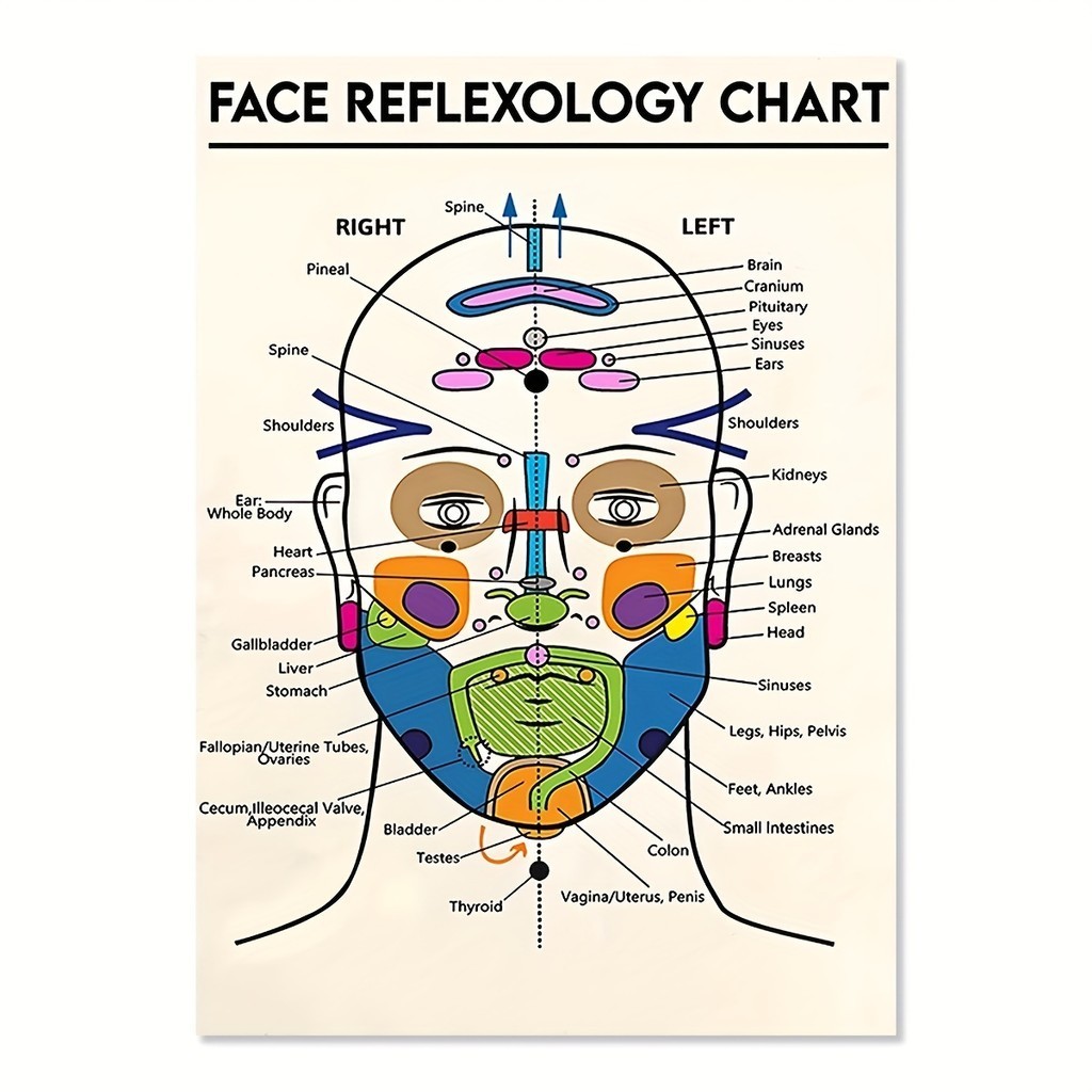 Facial Muscles Anatomy Poster Face Anatomy Facial Fat Pad Detailed ...