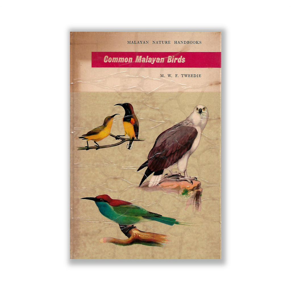 Common Malayan Birds | Shopee Malaysia