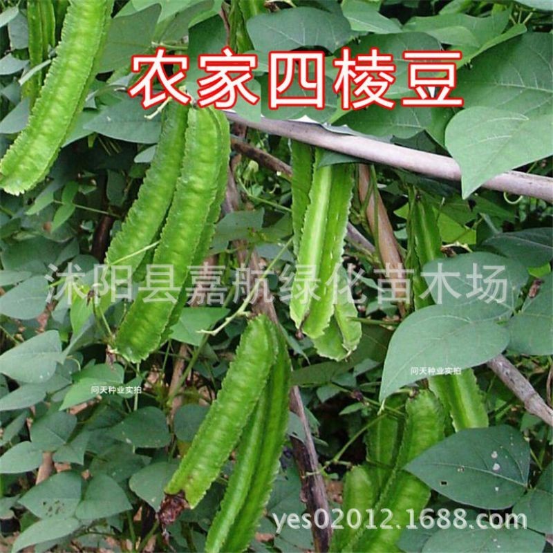 B19 kacang botol Bean Seeds Biji Kacang Sayap 精选四棱豆种子/四棱豆苗 豆角四角豆皇帝豆 ...