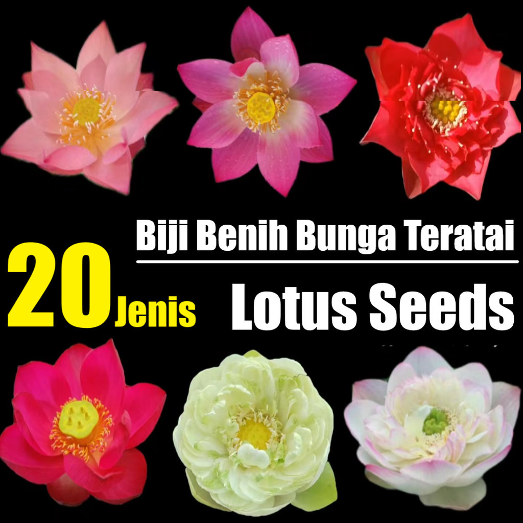 20 types Lotus Seeds Benih Teratai Siap Potong Open Sided 5 Biji Benih ...
